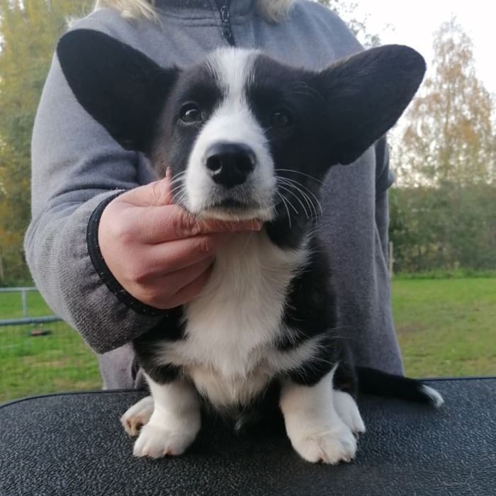 Tinni :: Winttiwontin2